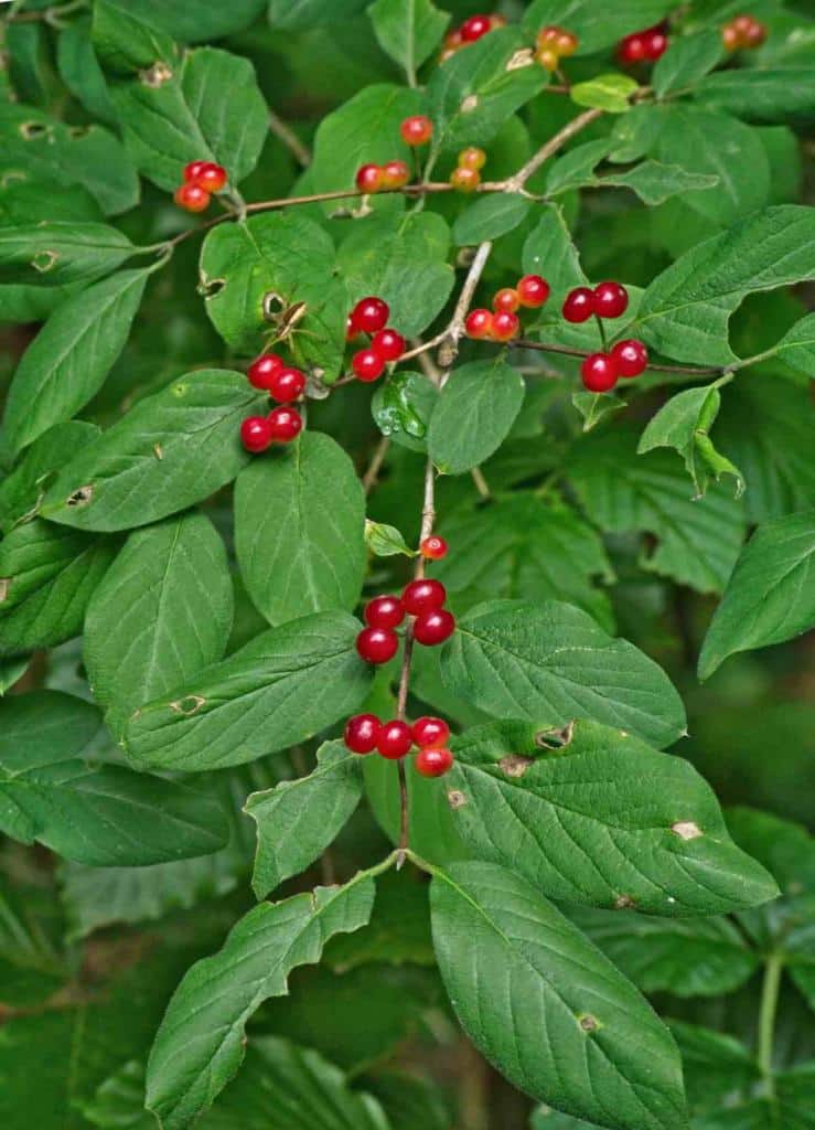Honeysuckle - planting, pruning and advice on caring for it