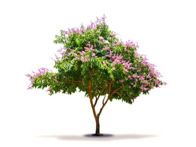 Lagerstroemia, how to plant and care