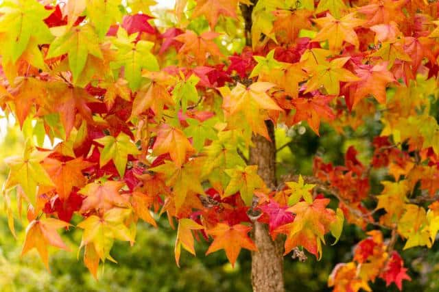 Liquidambar - Growing and Care