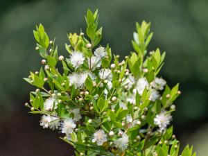 Common myrtle – a fragrant flower shrub with edible berries, landscaping