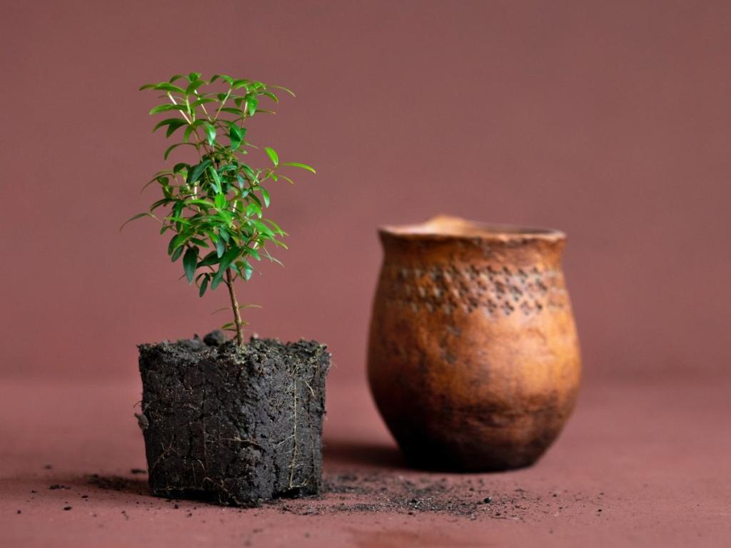 Common myrtle – a fragrant flower shrub with edible berries, landscaping