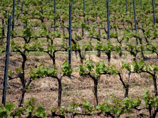 Grapevine, producing nice bunches of grapes – Nature & Garden