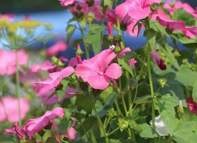 Tree mallow - planting, pruning and advice on caring for it