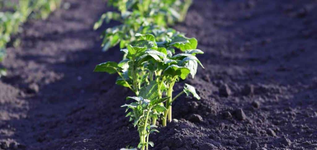 Potato - growing, caring, harvest and protection from diseases