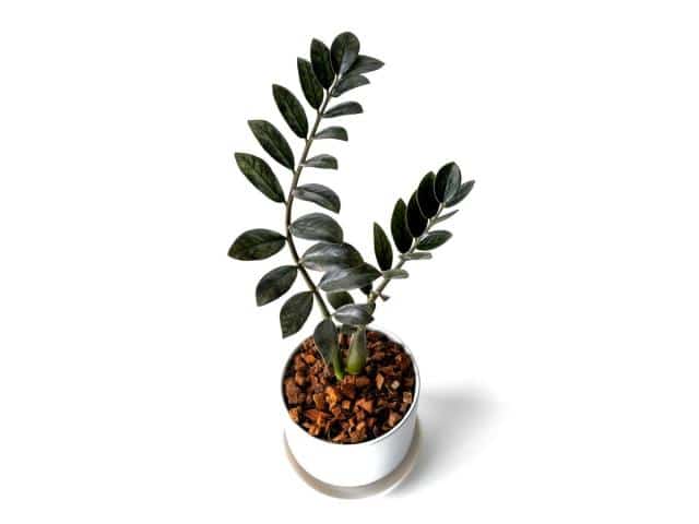 Outdoor Zamioculcas – planting, pots and care for ZZ plant outside