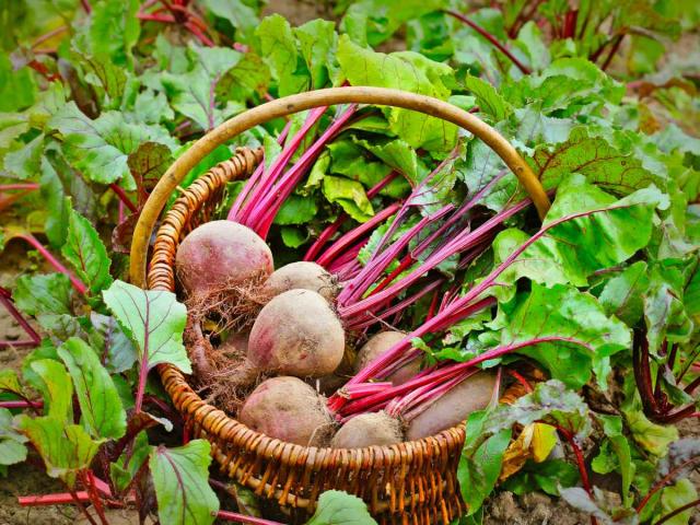 Red beet - sowing, growing and harvesting red beets