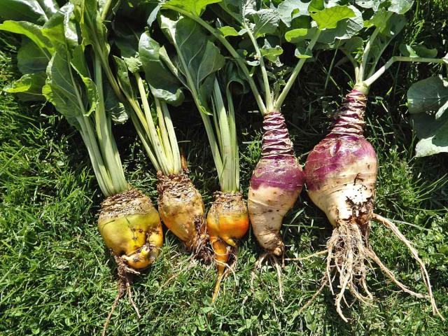 Rutabaga, all the tips on how to grow rutabaga – Nature & Garden