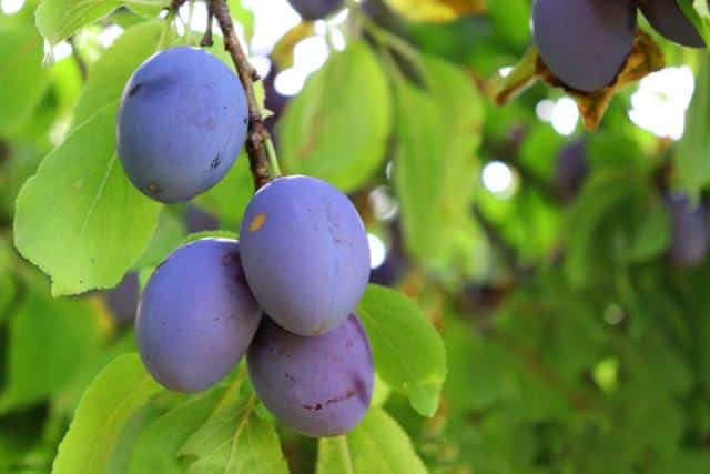 Damson, a sweet English plum, planting, care and harvest