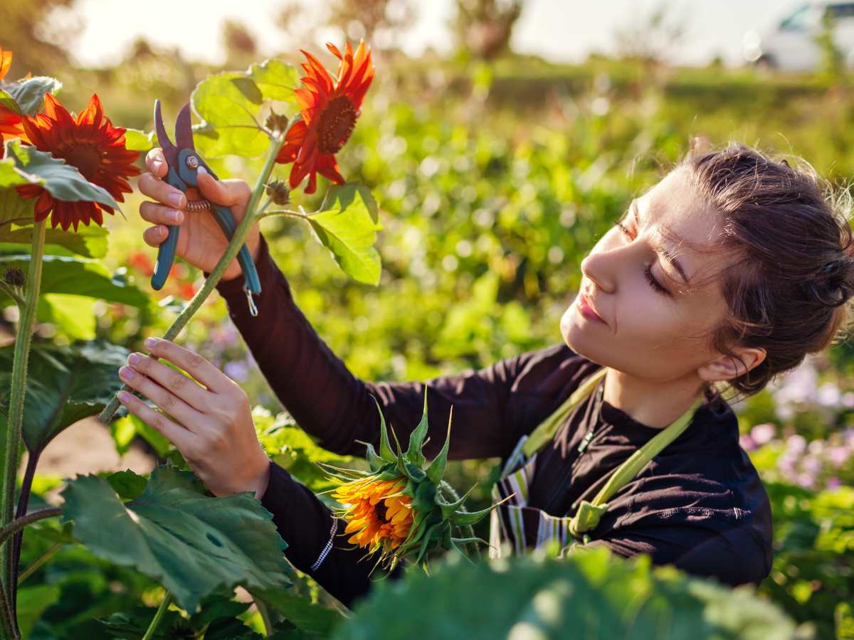 Sunflower - sowing, planting and advice on caring for them