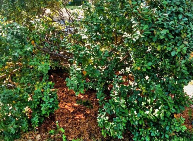 Bird droppings poisoning a shrub or bush - excess nitrogen in soil