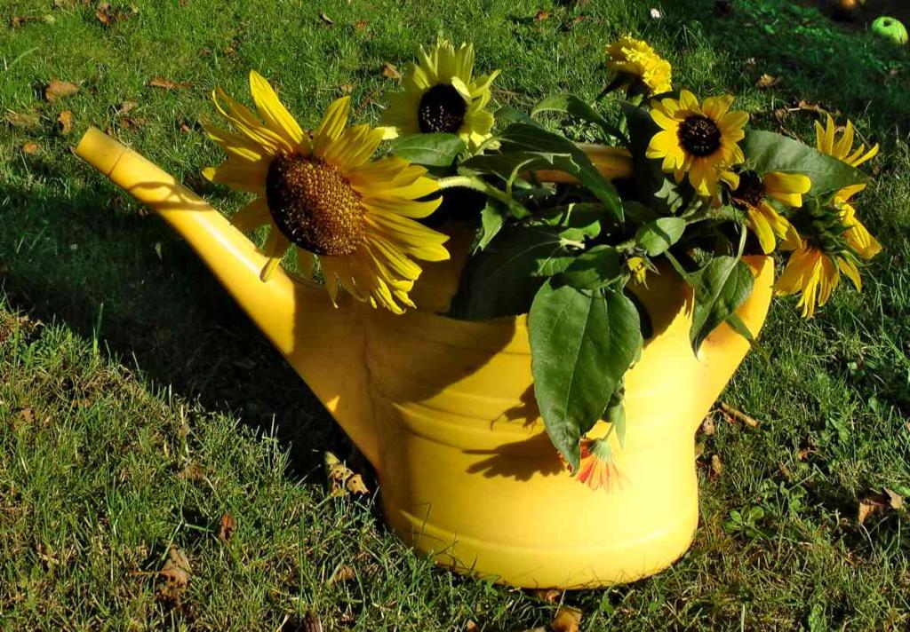 Sunflower - sowing, planting and advice on caring for them