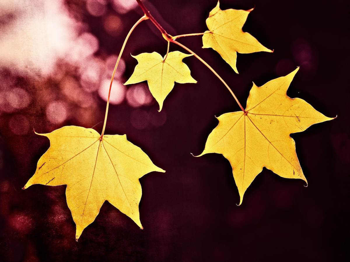 Trees with gold yellow leaves, bring the sun to the garden! – Nature ...