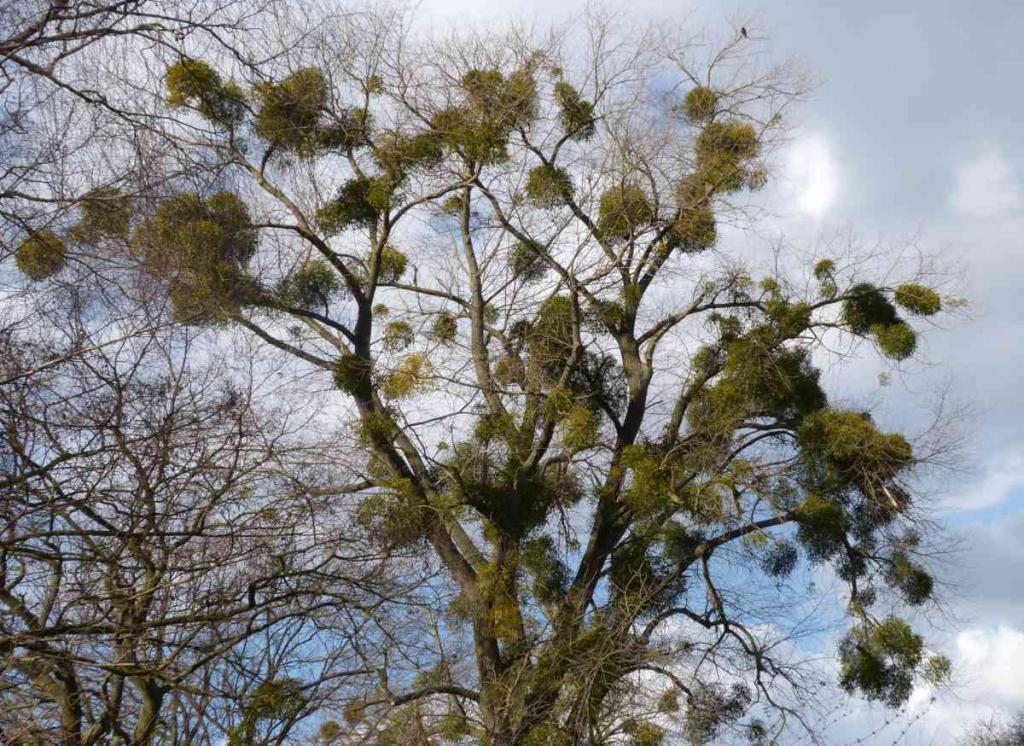 Mistletoe - a plant that parasites trees
