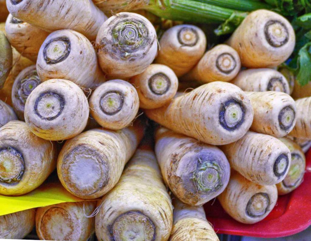 Parsnip - sowing, growing and harvesting parsnips