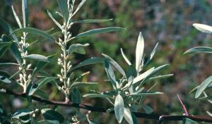 Russian olive - growing, pruning, care, and alternatives