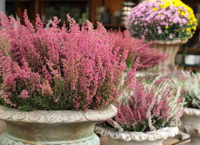Heather, short and beautiful - care, pruning, types, fertilizer