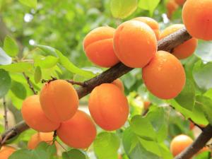 Apricot tree - growing and care to harvest juicy apricots