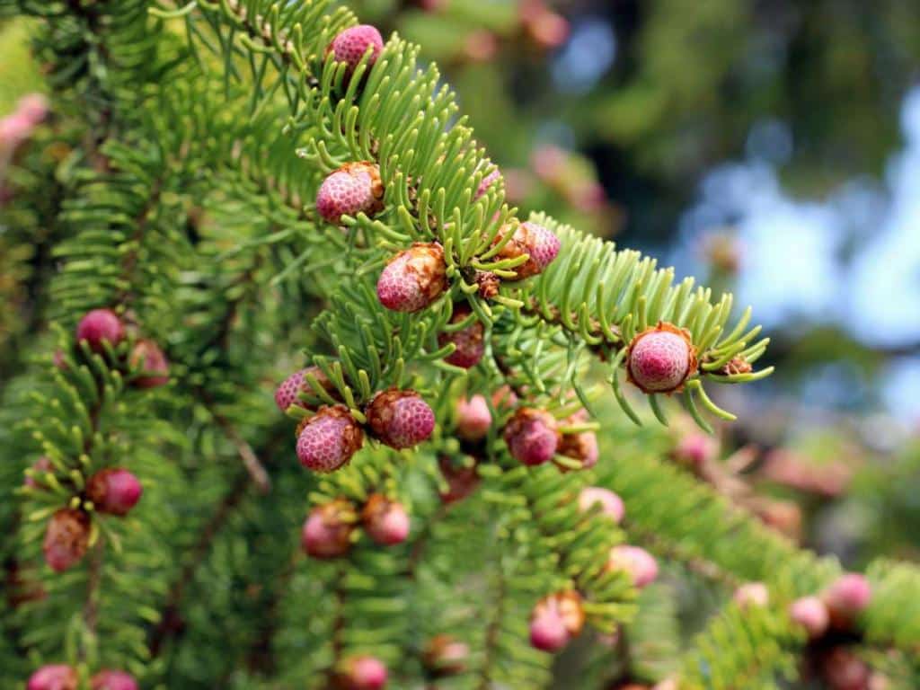 Black spruce - health benefits and uses in herbalism