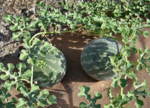 Citron melon, a rare melon for jam: planting, growing and care