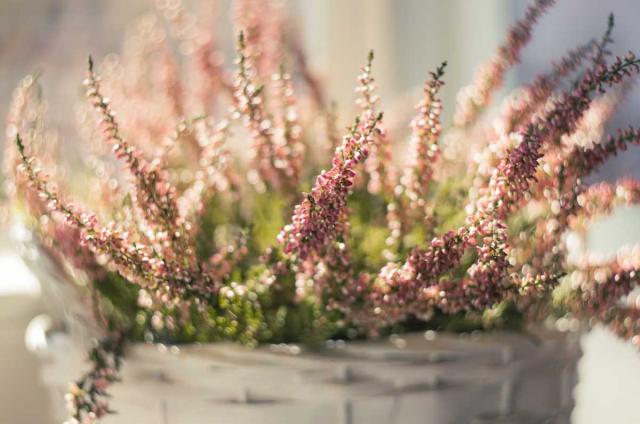 Erica - Planting, Growing and Caring