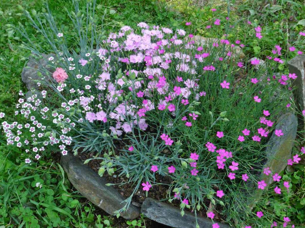 Garden pink - sowing, planting, care for Dianthus plumarius
