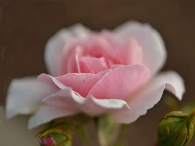 Pierre de Ronsard® rose - growing and care