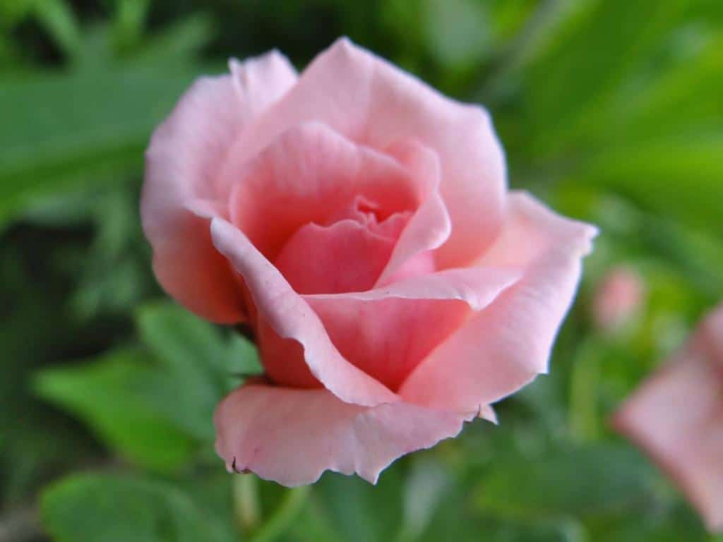 Grand Siècle rose, to honor the Great Century – Nature & Garden