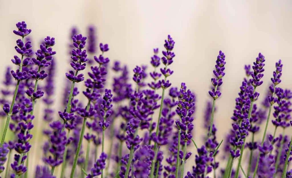 English lavender varieties, the best L. angustifolia varieties