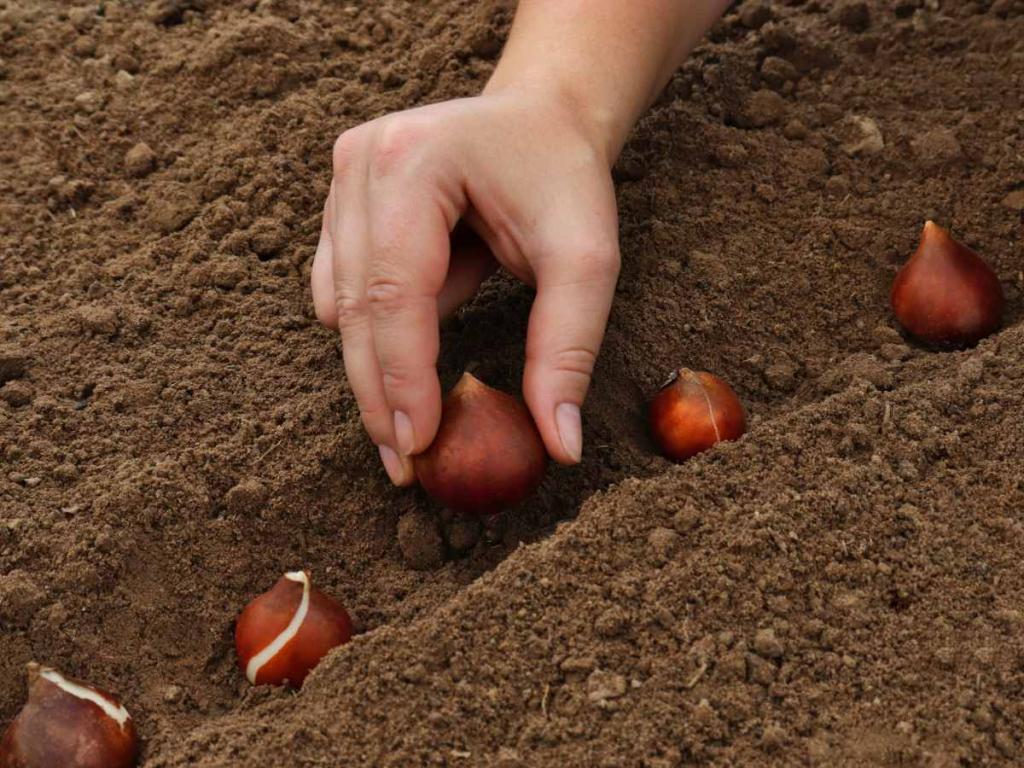 Tulip - Planting, Growing and Care