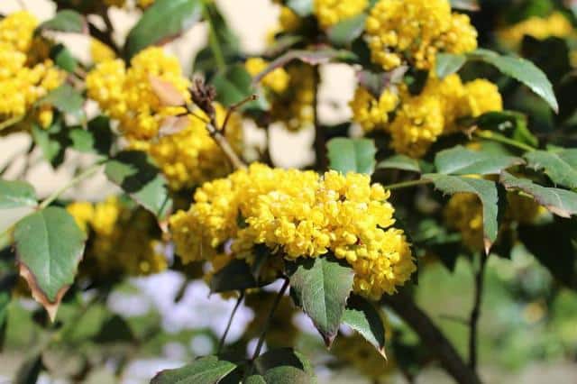 Mahonia - planting, pruning and caring for mahonia