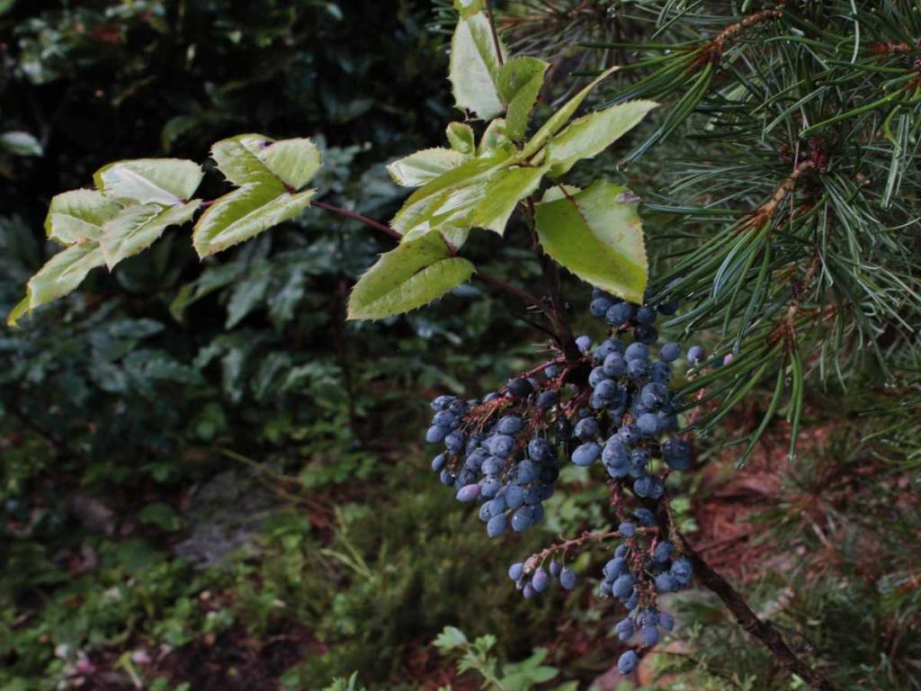 Oregon grape holly, berries and bright winter blooms