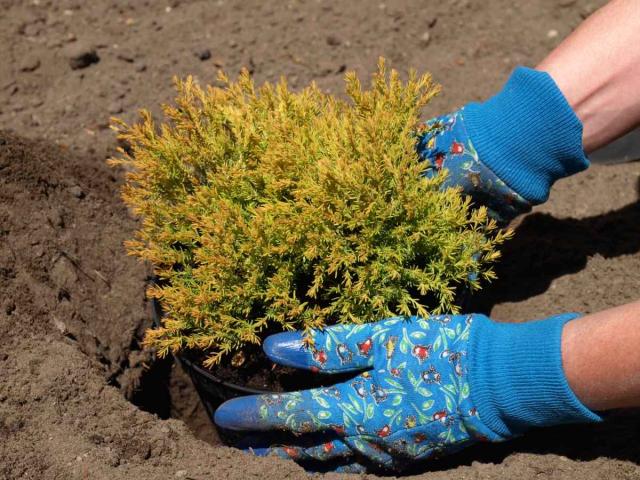 Juniper - planting, pruning, and advice on caring for it