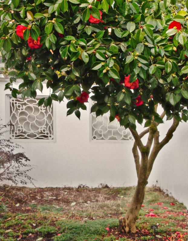 Camellia - cultivars that blooms in winter