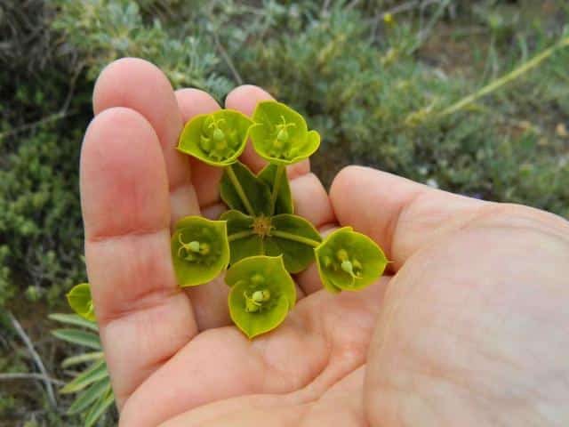 Spurge (Euphorbia) - planting, growing and care