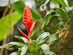 Vriesea - tips and guidance for the best possible care