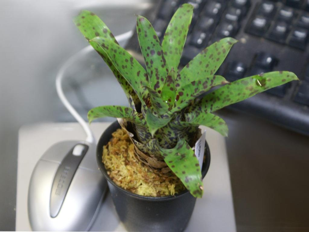 Vriesea - tips and guidance for the best possible care