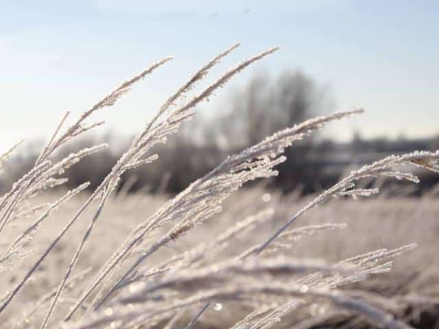 Plants that resist cold outdoor weather, 9 shrubs, perennials, hardy vines