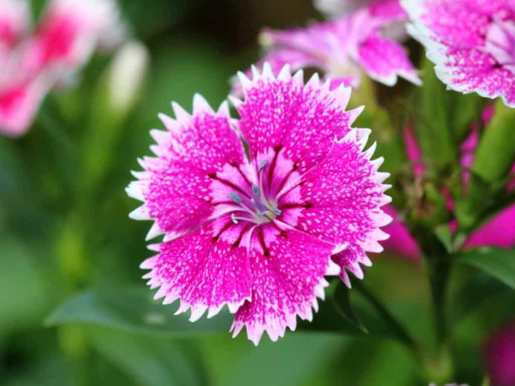 China pink - sowing, planting and advice on caring for it