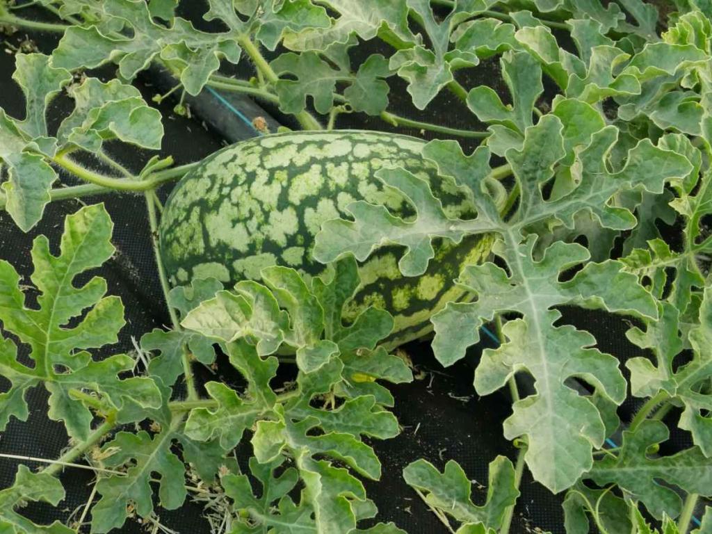 Citron melon, a rare melon for jam: planting, growing and care – Nature ...