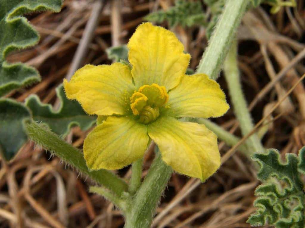Colocynth, a melon-like herb for extreme dry climates