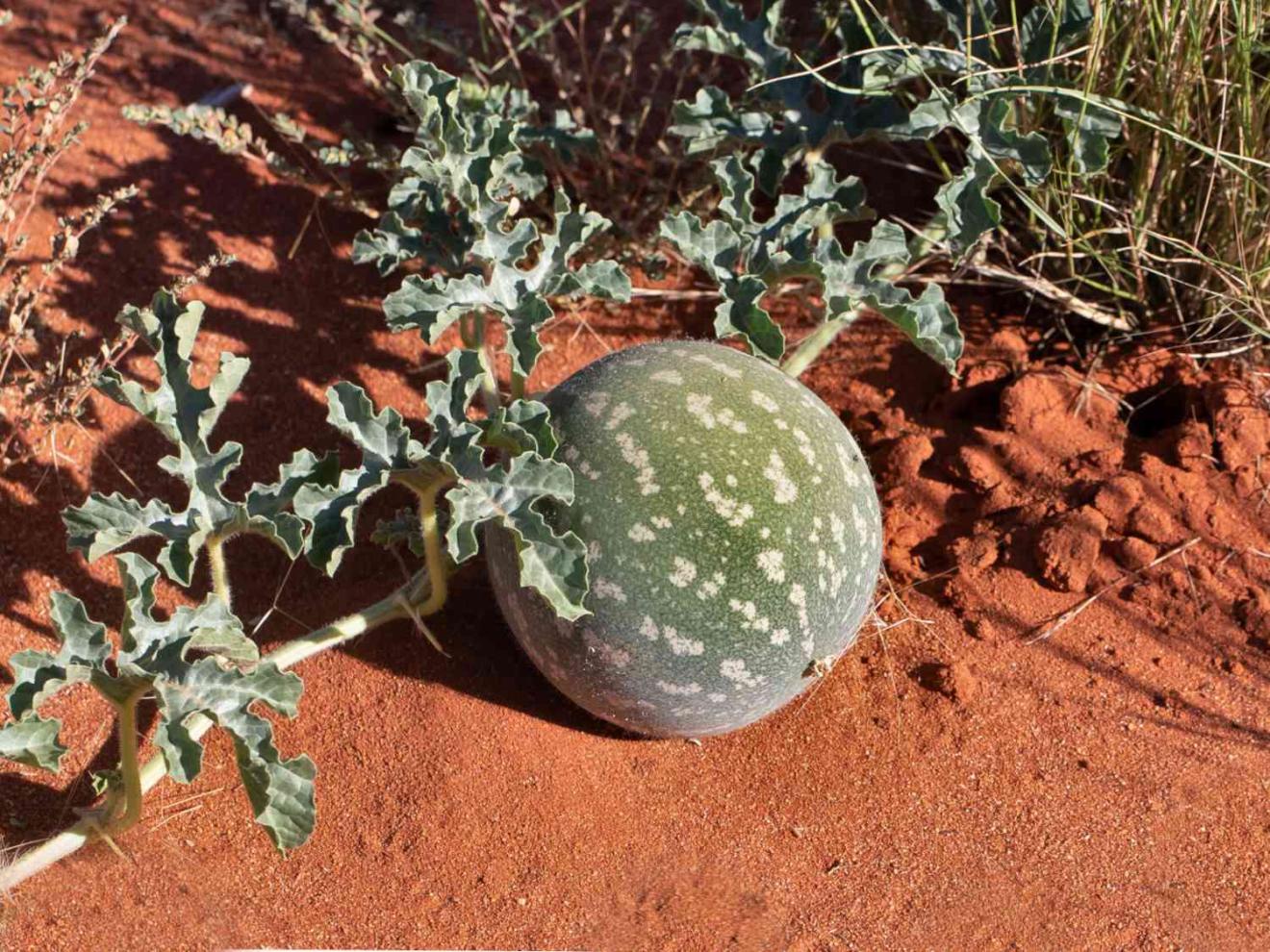 Colocynth, a melon-like herb for extreme dry climates