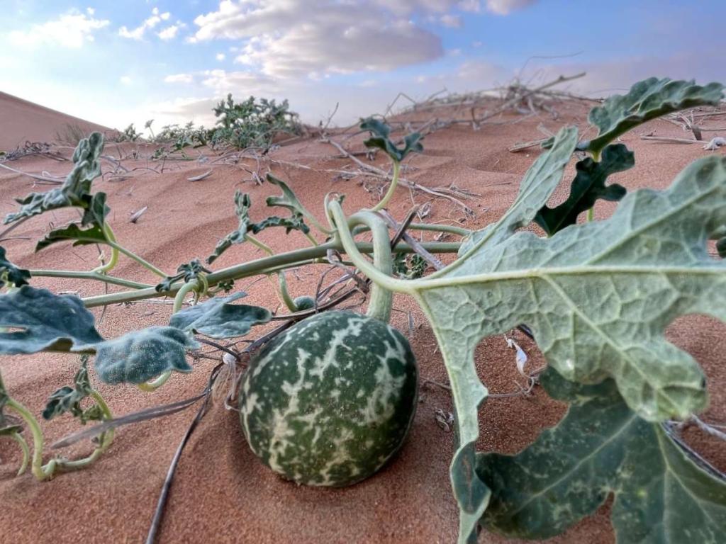 Colocynth, a melon-like herb for extreme dry climates