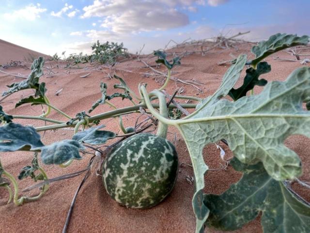 Colocynth, a melon-like herb for extreme dry climates