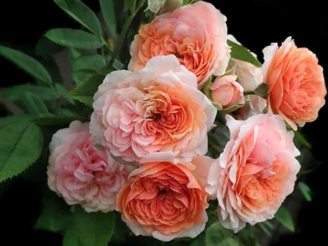 David Austin roses and rose trees - 4 new creations