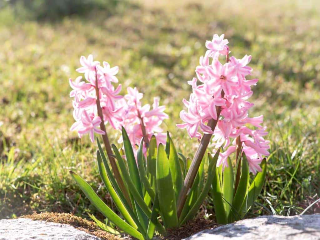 Hyacinths - planting, summer care, and when to store them