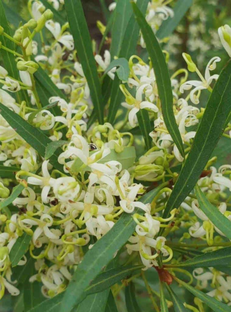 Lomatia - planting, pruning, care and best varieties