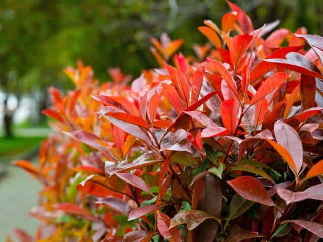 Photinia - planting, pruning, and care