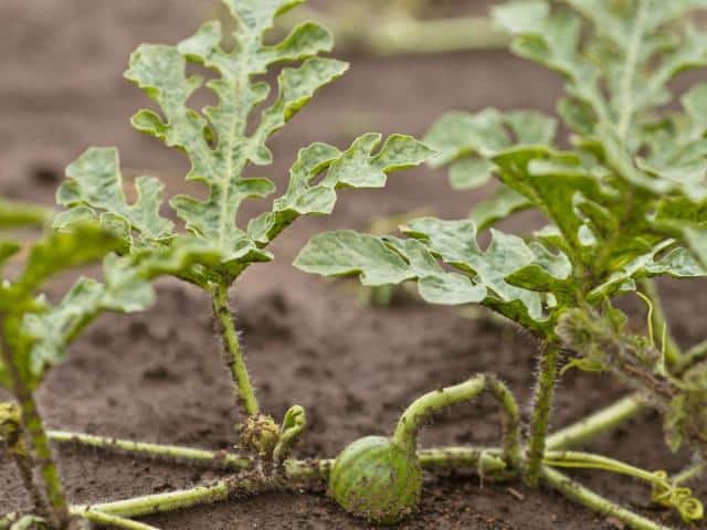 Citron melon, a rare melon for jam: planting, growing and care – Nature ...