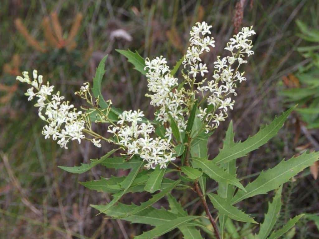 Lomatia - planting, pruning, care and best varieties