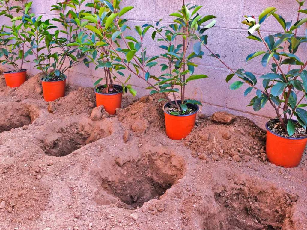 Photinia - planting, pruning, and care